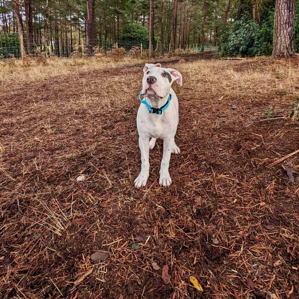 Woodland Dog Park – Family run dog park